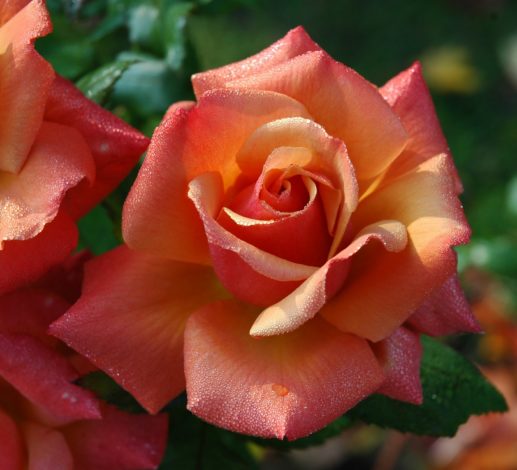 Tampa Rose Society